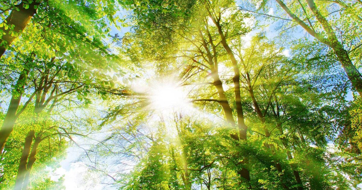 Sustainability | High Life, LLC